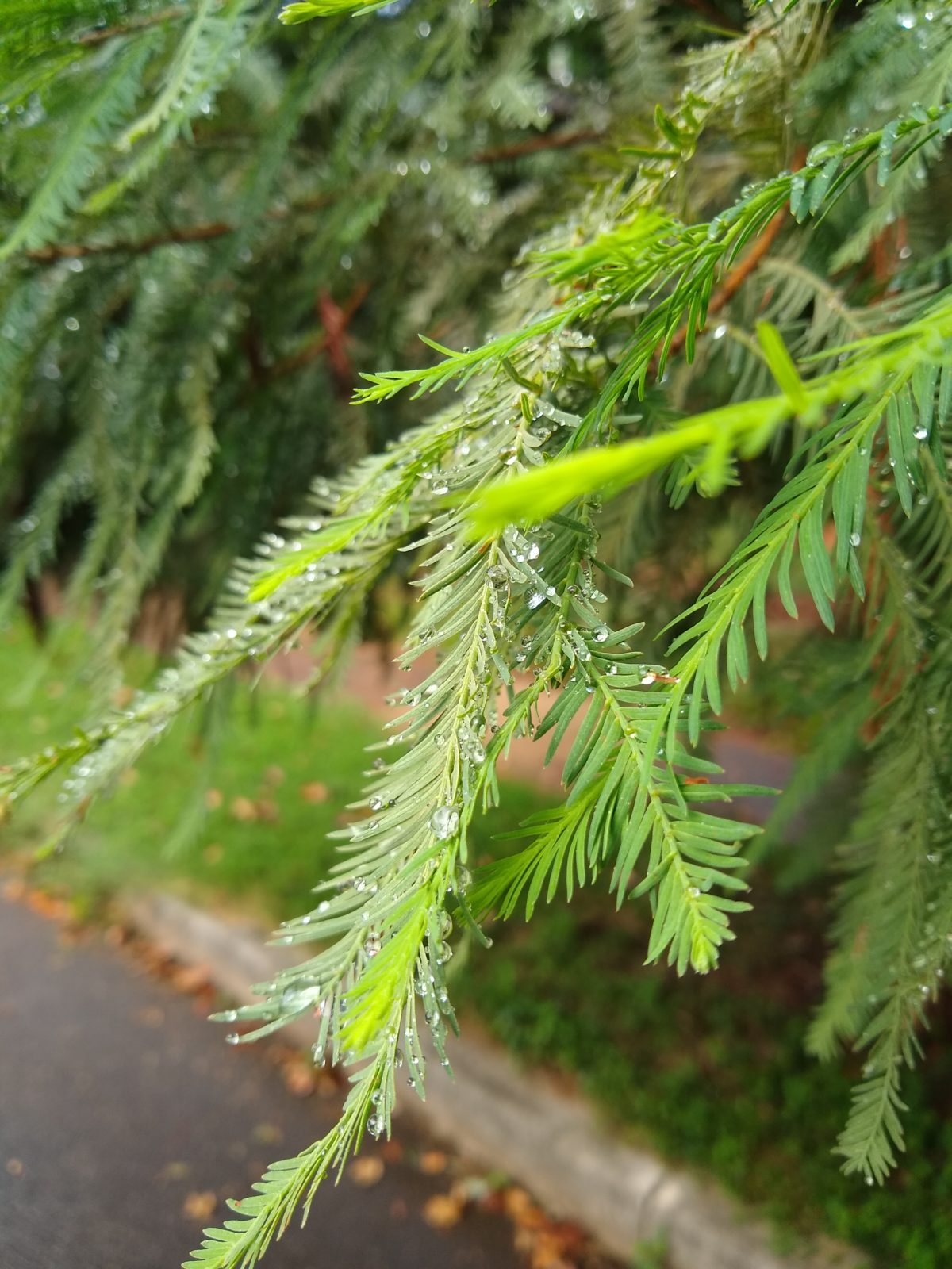 Reviews and Teaching Reflections – Multilingual Pedagogy and World ...